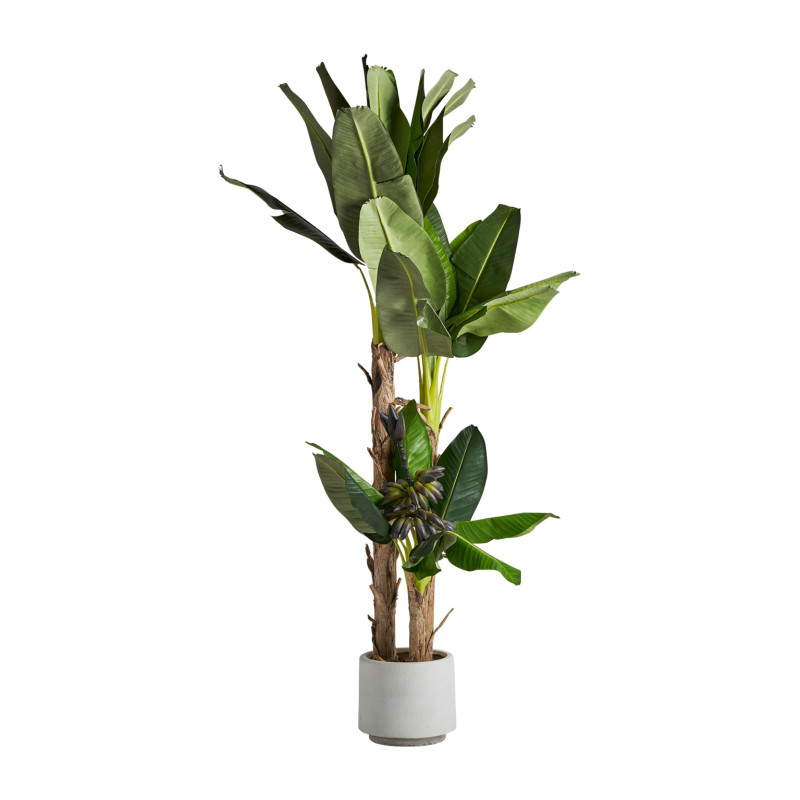 PLANTA PLATANERO - Plantas/flores cañas decorativas | Vical Home